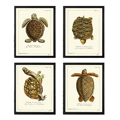 Amazon.com: Turtle Art Print SET of 4 Beautiful Antique Turtles ...