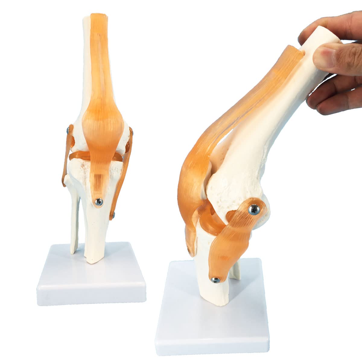 Mua Veipho Knee Model, Flexible Knee Joint Model with Ligament and ...