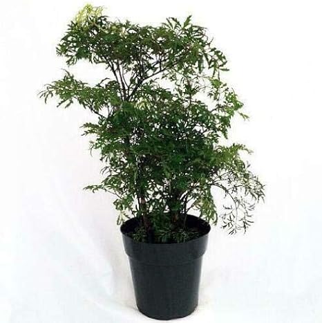 Amazon.com: Japanese Ming Tree - Polyscias fruticosa - Indoor - 6" Pot ...