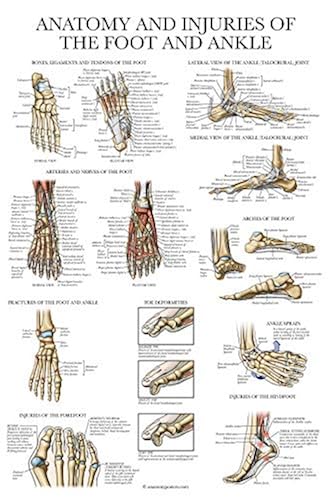 Palace Learning Laminated Anatomy and Injuries of the Foot and Ankle ...