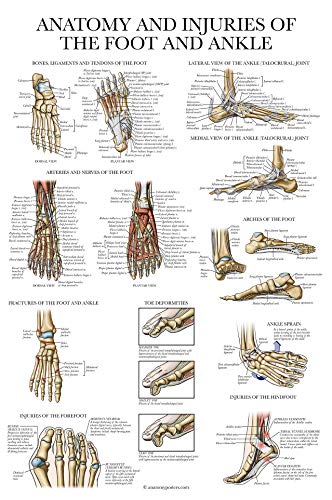 Palace Learning Laminated Anatomy and Injuries of the Foot and Ankle ...