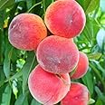 Amazon.com : No CA, Big Peach Tree Live Plant for Planting, 3-4 Ft Tall ...