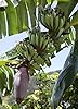 Ice Cream Banana Tree - Live Tree in a 3 Gallon Pot - Blue Java - 2 to ...