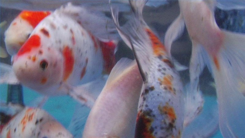 Watch How to Keep Koi Healthy on Amazon Live