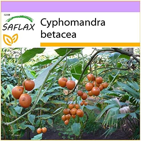 Tamarillo - 50 Seeds - Cyphomandra betacea price in Saudi Arabia ...