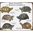 Amazon.com: NGFD Box Turtles of North America Poster Print Funny Metal ...