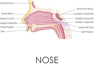 Amazon.com: Human Nose Anatomy Diagram Educational Chart Cool Wall ...