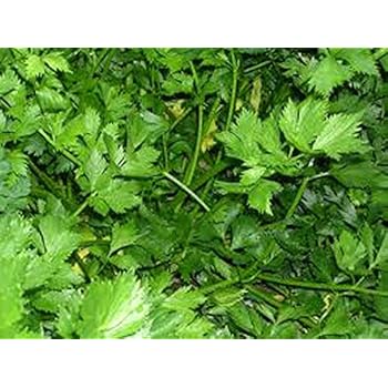 Amazon.com : Parsley, Italian dark green flat leaf parsley seeds, Heirloom, Organic, Non Gmo ...