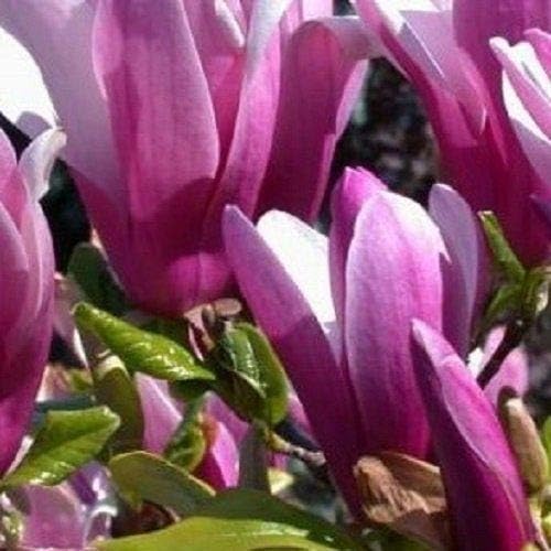 Magnolia Susan Tree 4ft (Large) Supplied in a 7.5 Litre Pot: Amazon.co ...