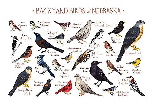 Amazon.com: Backyard Birds of Nebraska Field Guide Art Print: Handmade