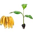 Muda de Banana da Terra (Musa paradisiaca) Altura de 20 a 40cm – planta ...