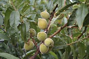 Amazon.com: Hall's Hardy Almond Nut Tree Live Healthy 4'-5' Trees Home ...