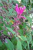 Salvia involucrata - How to grow & care