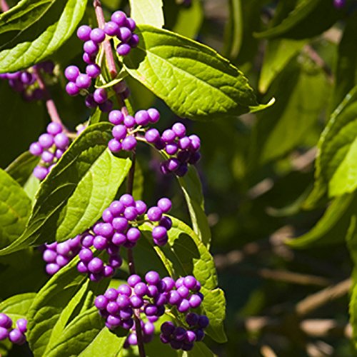 Callicarpa bodinieri geraldii Profusion - Beauty Berry"Profusion ...