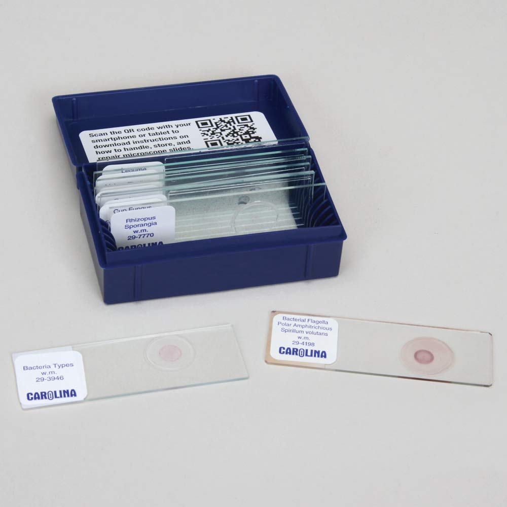 Bacteria and Fungi Microscope Slide Set: Science Lab Microbiology ...