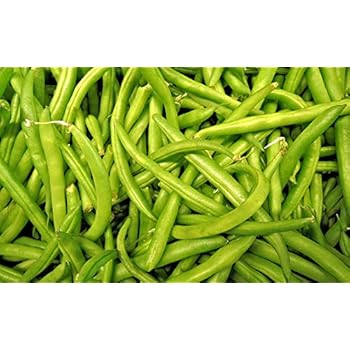 Amazon.com : Contender Bush Bean Seeds : Bean Plants : Garden & Outdoor