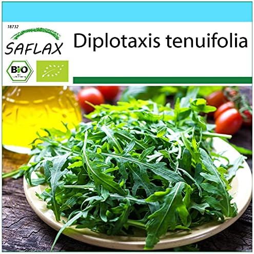 سعر Gift Set - Organic - Wild Rocket - 1500 Seeds - with Gift Box, Card ...