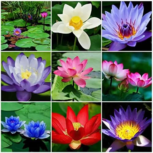 30 Pcs Mixed Bonsai Lotus Flower Seeds Mixed Color Water Lily Flower ...