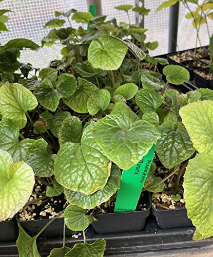 Wasabi Kuwait | Buy Online | Whizz Others