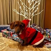 Amazon.com : LIGHTSHARE Star Tree 112 LED Lights Warm White for Home ...