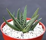 Gasteraloe - How to grow plants