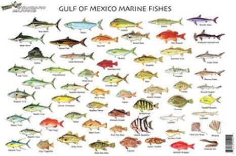 Standard carte Standard Tableau des poissons du Golfe du Mexique MD ...