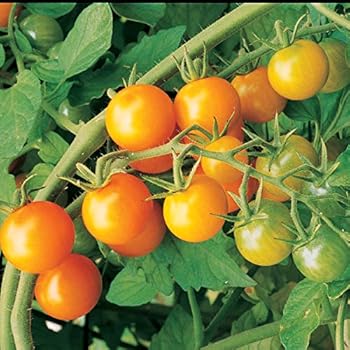 Amazon.com : Burpee Shimmer' Hybrid Plum Tomato, 3 Live Plants | 2 1/2 ...
