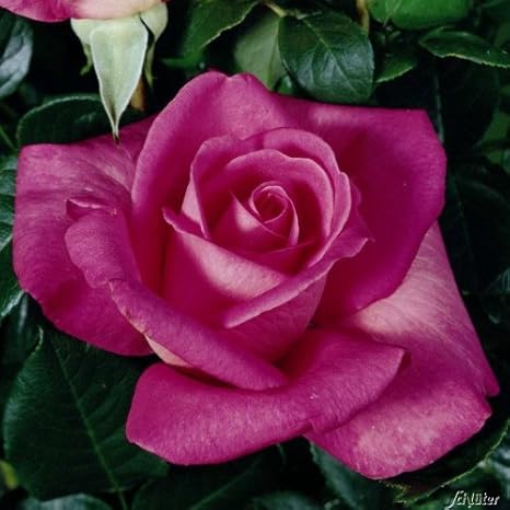 Edelrose Lady Like in Rosa - Duftrose winterhart & robust - Rose stark ...