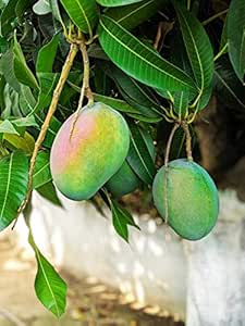 Amazon.com : VALENCIA PRIDE MANGO TREE - 2 Year Old : Garden & Outdoor