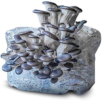 Amazon.com : Morel Mushroom Kit : Raised Garden Kits : Garden & Outdoor