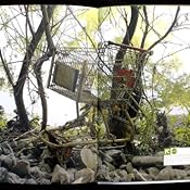 The Stray Shopping Carts of Eastern North America: A Guide to Field ...