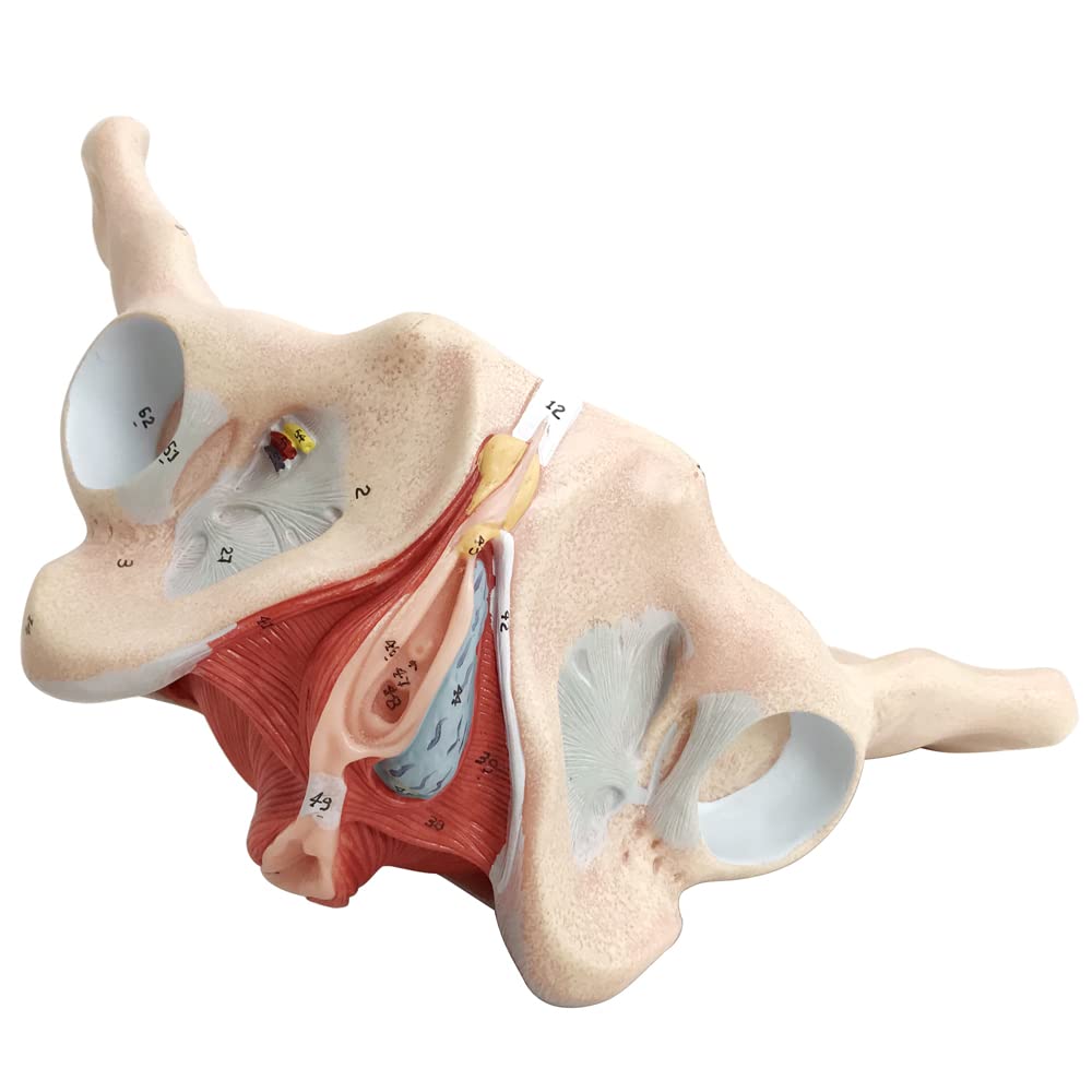 Mua Female Pelvis Model with Pelvic Floor Muscles Perineal Model All in ...