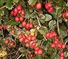 50+ English Hawthorn Tree Seeds Maybush Haw May Edible Fruit Flower ...