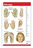 Permacharts Acupuncture Points Chart Guide/Reflexology Chart 24" x 36 ...