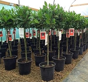 PAIR OF 2x STANDARD LOLLIPOP BAY TREES - LAURUS NOBILIS EVERGREEN - 3L ...
