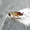 Red Runner Roaches (1000+ Nymphs) / Turkestan Roaches/Turkish Roaches ...