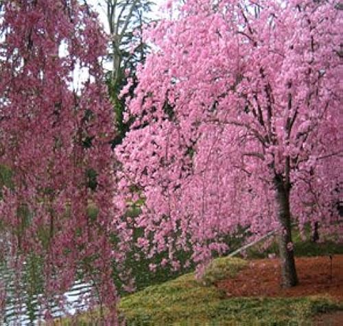 Higan Japanese Pink Weeping Cherry Tree - Live Plant Shipped 2 to 3 ...