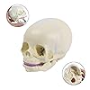 Human Infant Skull Model, Life Sized Fetus Skull, Anatomy Baby Skull ...