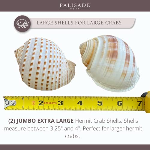 PALISADE PETS Hermit Crab Shells Extra Large XL Jumbo Sized Shells ...