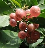 Gin berry - How to grow & care