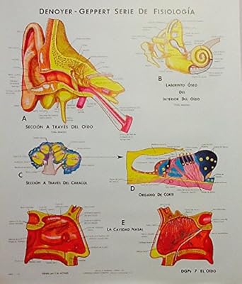 Ear Chart Poster (Spanish): Amazon.com: Industrial & Scientific
