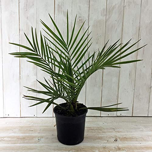 Mua Pair of Phoenix Palm Canariensis Exotic Outdoor Plants Drought ...