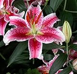 Stargazer lily - How to grow & care