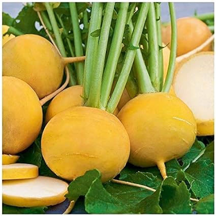 Amazon.com : Russian Turnip Indian Summer, Turnip Seeds from Russia ...