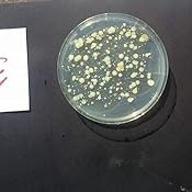 Amazon.com: EZ BioResearch Bacteria Science Kit (IV): Top Science Fair ...