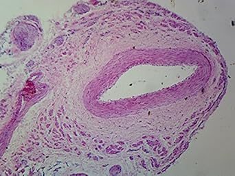 Mammal Medium Sized Artery and Vein - Microscope Slide: Amazon.com ...