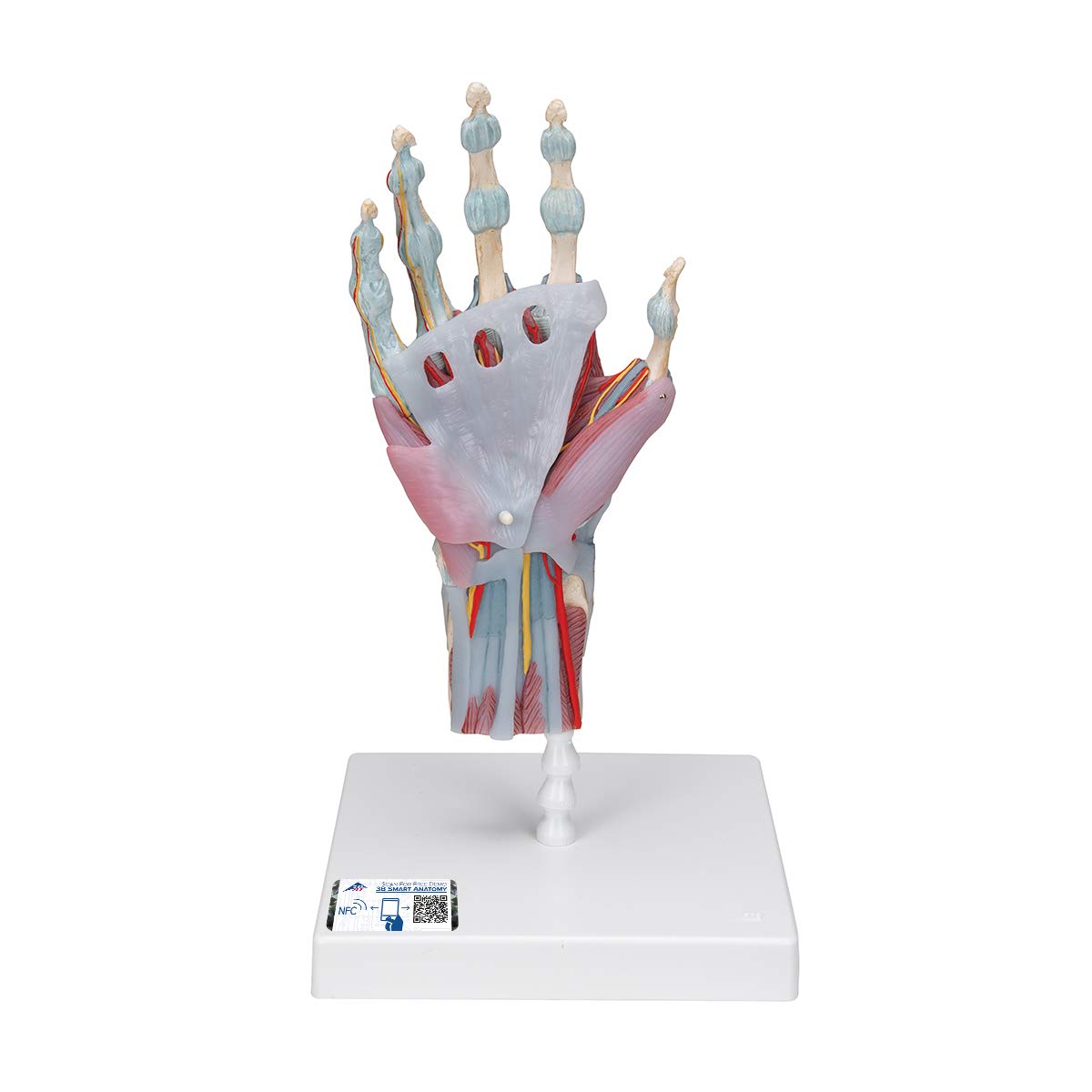 Mua Hand joint model for observing the anatomical structure of the hand ...