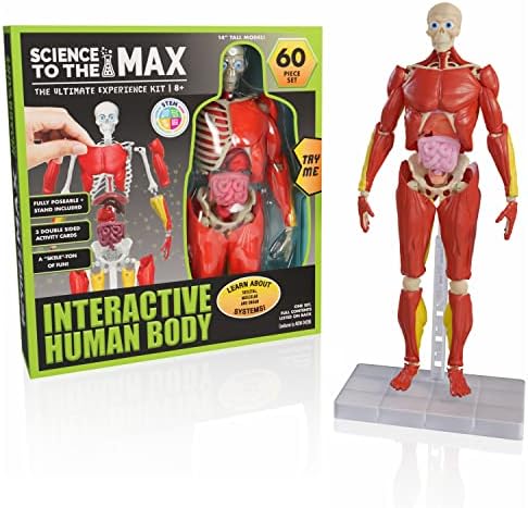 سعر Be Amazing! Toys Interactive Human Body - 60 Piece Fully Poseable Anatomy Figure – 14” Tall ...