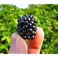 Amazon.com : 'Tahi' Black Raspberry Plant - Thornless Black Raspberry ...