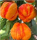 Lemon tree - How to grow & care